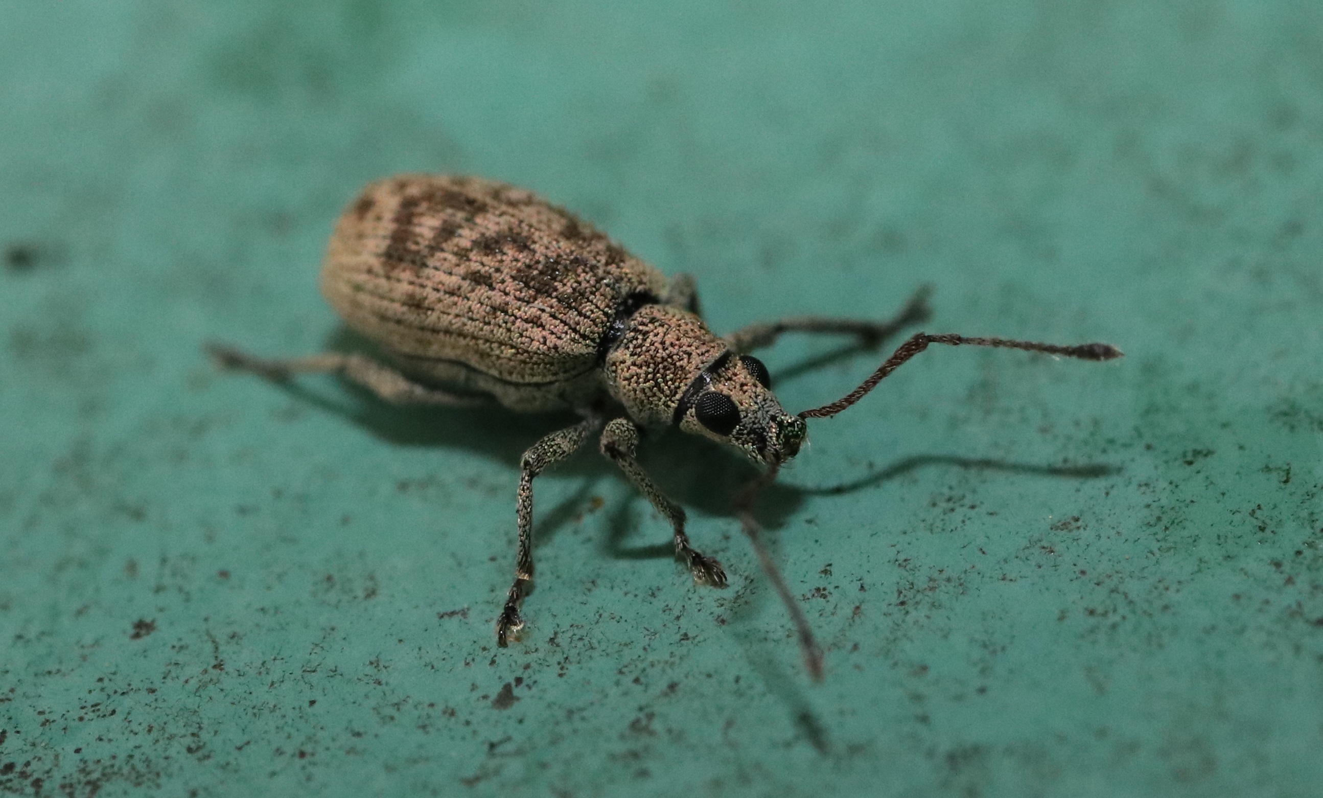 コカシワクチブトゾウムシ 【No.2077】｜WEB生物図鑑（昆虫）