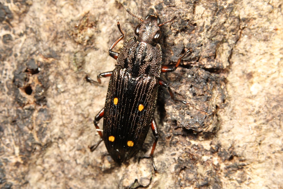 ムナビロオオキスイ 【No.2864】｜WEB生物図鑑（昆虫）