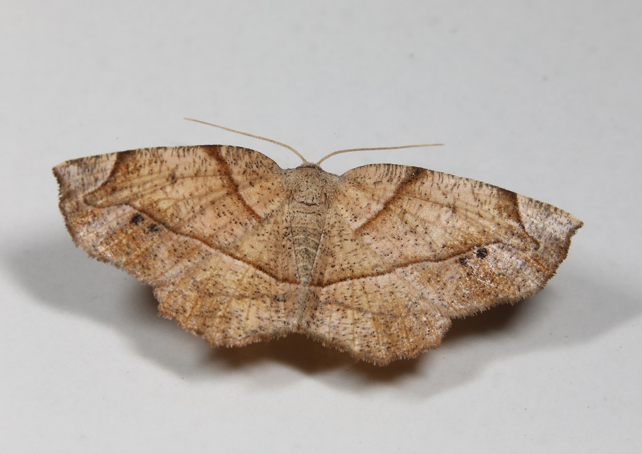 モミジツマキリエダシャク 【No.1275】｜WEB生物図鑑（昆虫）