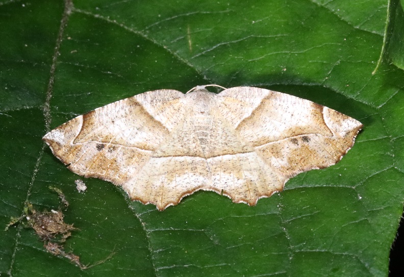 モミジツマキリエダシャク 【No.1275】｜WEB生物図鑑（昆虫）