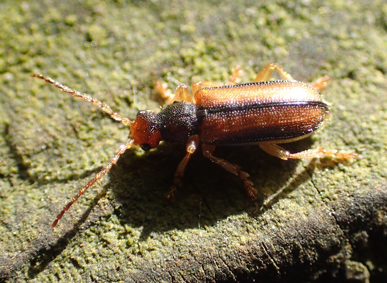 カバノキハムシ 【No.1660】｜WEB生物図鑑（昆虫）