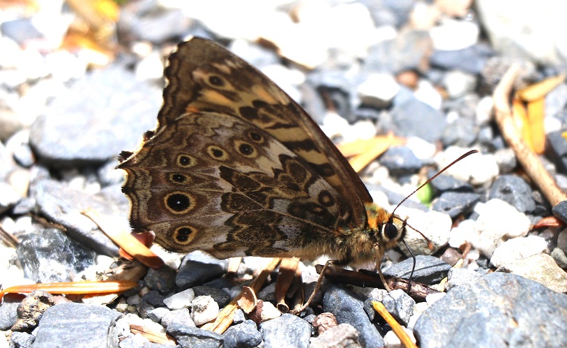 ヤマキマダラヒカゲ【No.133】｜WEB生物図鑑（昆虫）