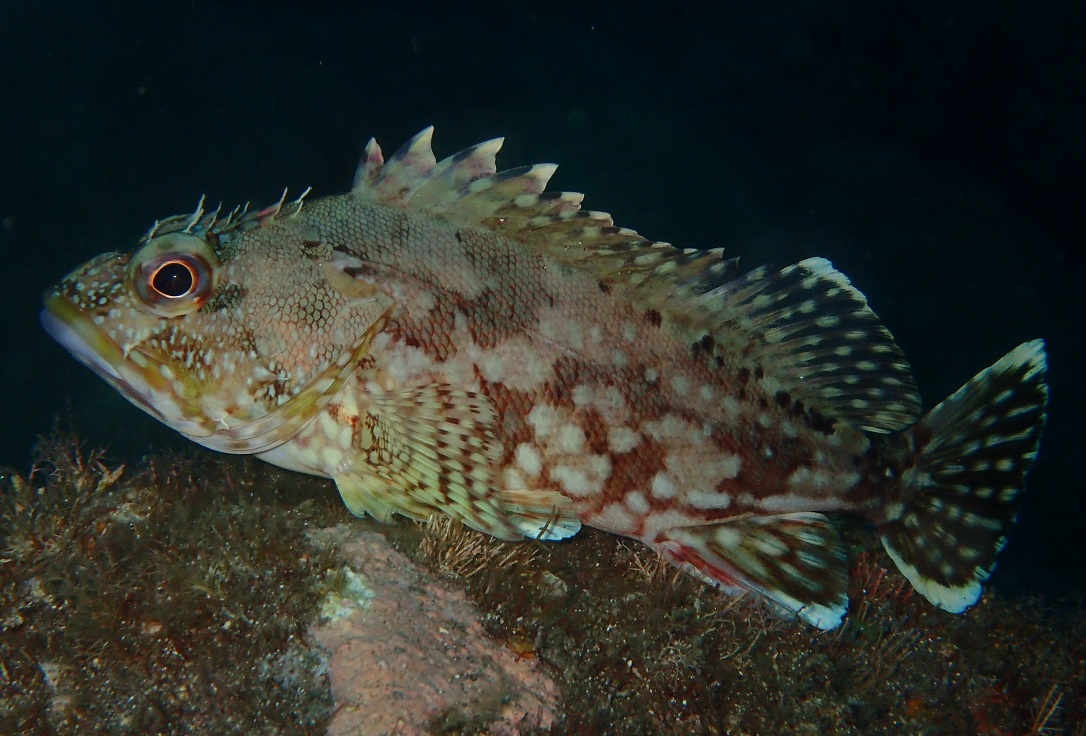 魚類一覧｜WEB生物図鑑