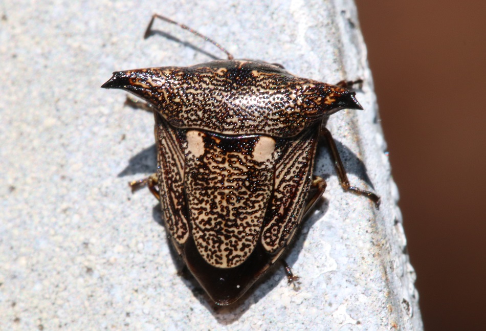 ウシカメムシ【No.1009】｜WEB生物図鑑（昆虫）