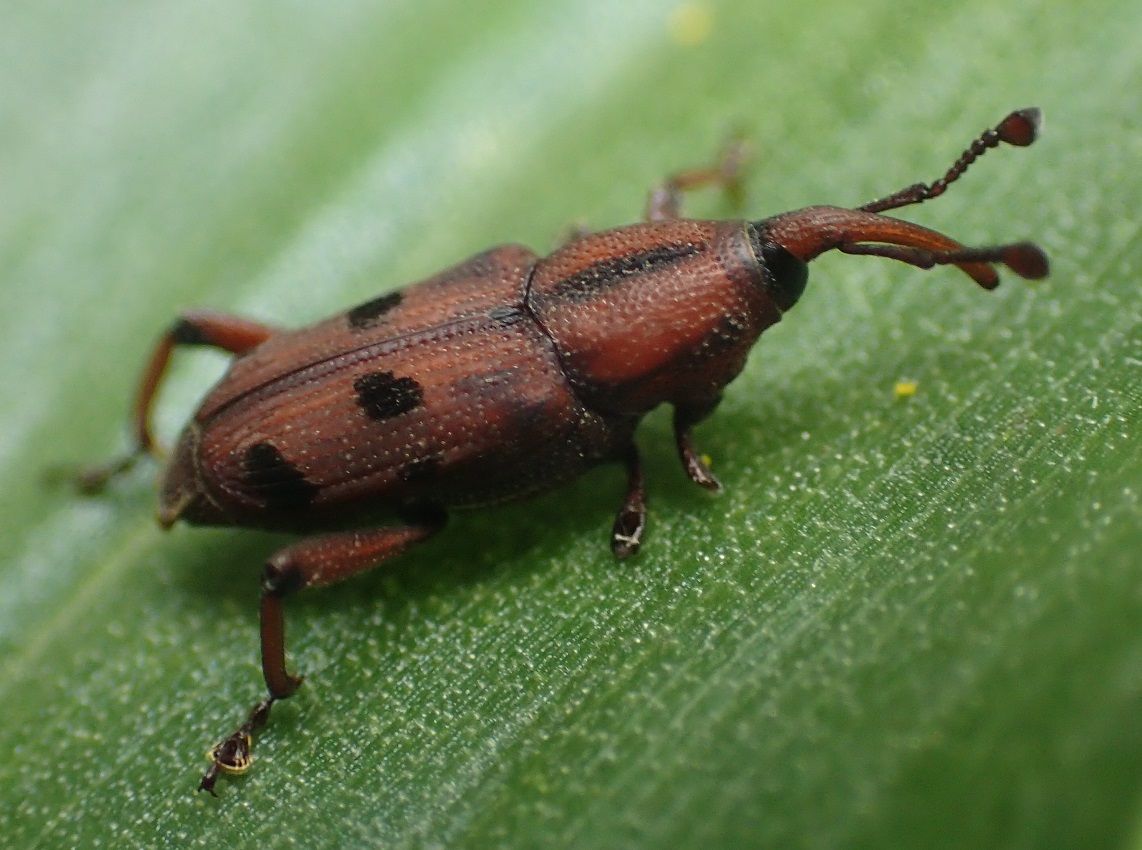 トホシオサゾウムシ【No.490】｜WEB生物図鑑（昆虫）
