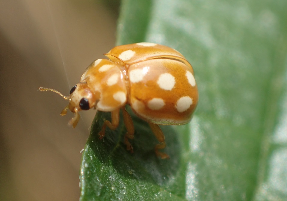 昆虫一覧｜Web図鑑