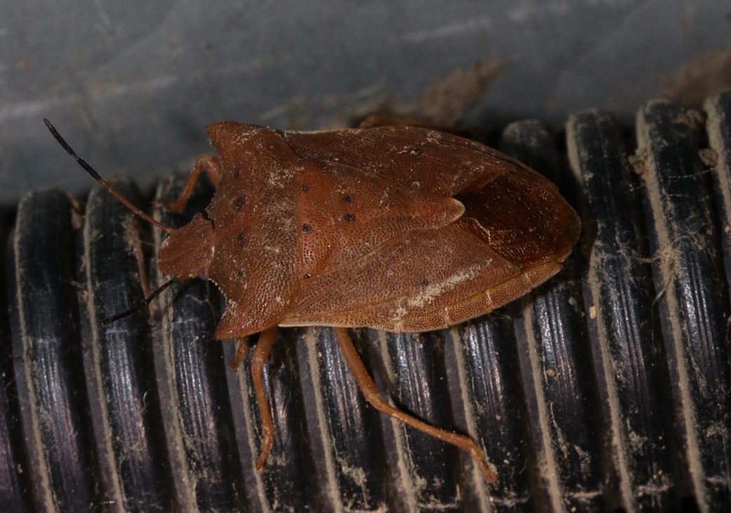 トホシカメムシ【No.934】｜WEB生物図鑑（昆虫）