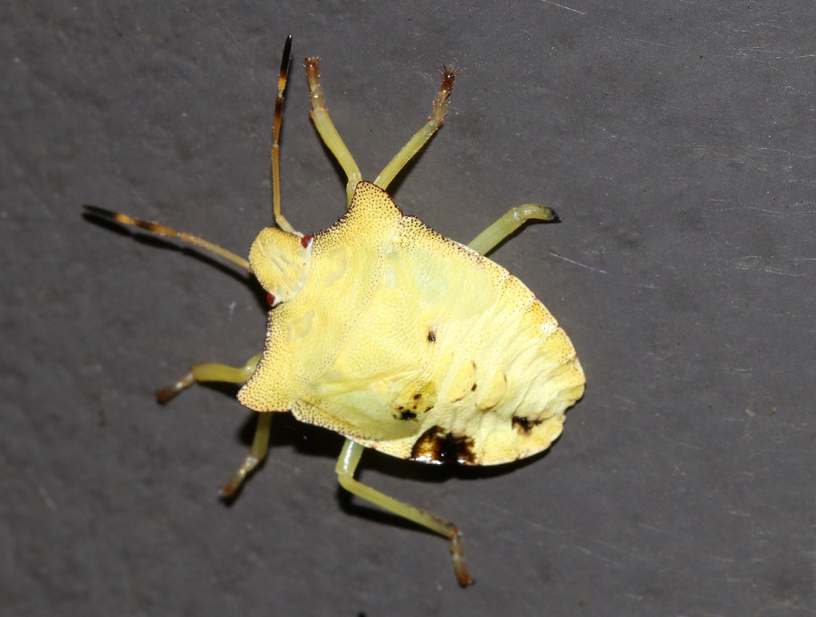 トホシカメムシ【No.934】｜WEB生物図鑑（昆虫）