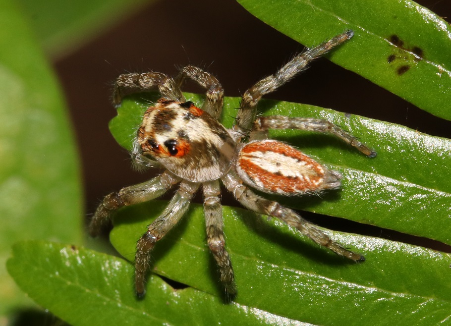 デーニッツハエトリ【No.1144】｜WEB生物図鑑（クモ）