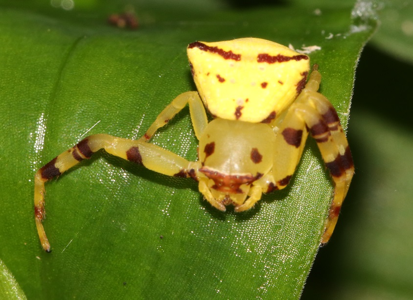 アズチグモ【No.1461】｜WEB生物図鑑（クモ）