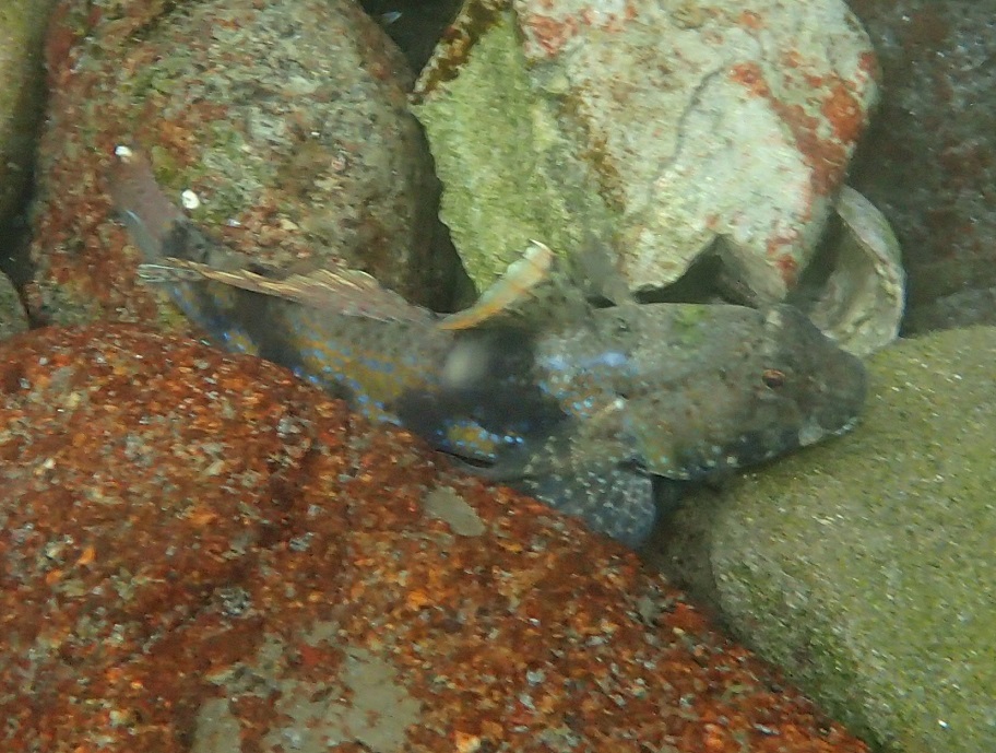 クモハゼ【No.3150】｜WEB生物図鑑（魚類）