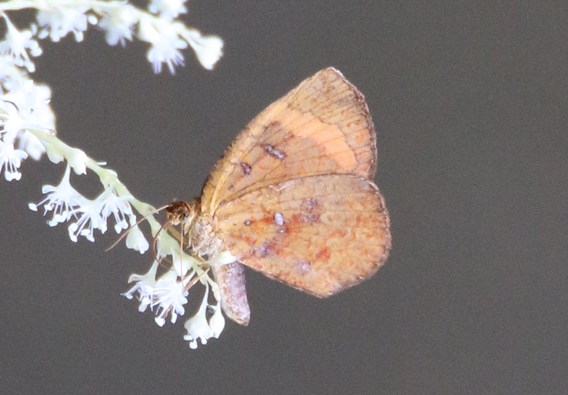 ベニイカリモンガ【No.675】｜WEB生物図鑑（昆虫）