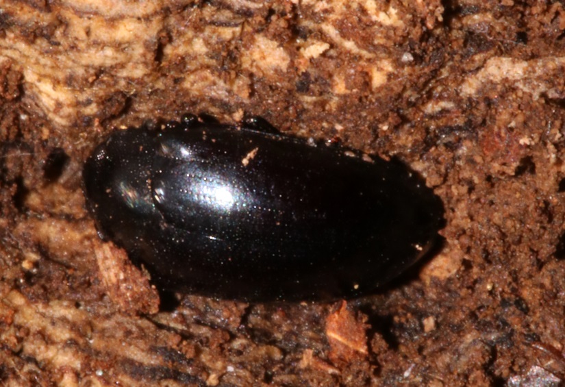 ルリオオキノコ【No.3066】｜WEB生物図鑑（昆虫）