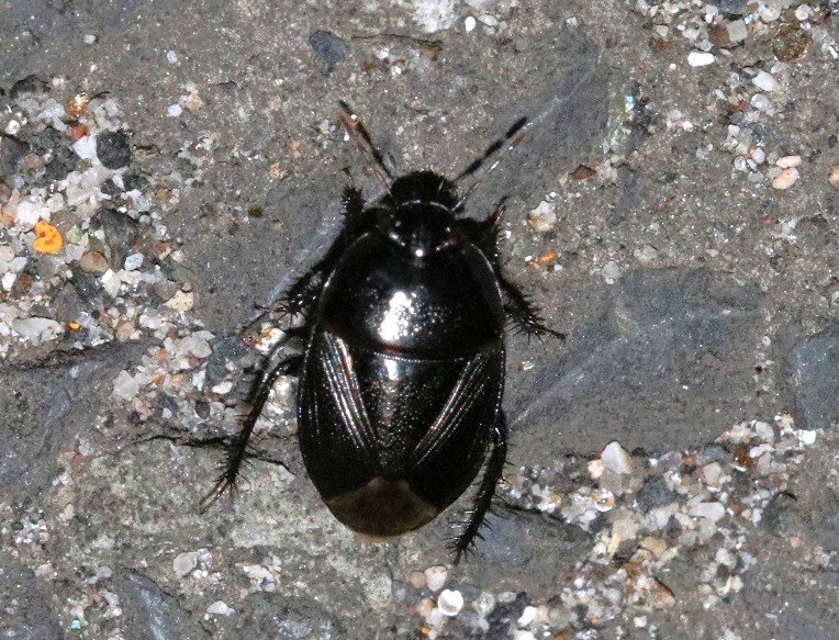 ヒメツチカメムシ【No.2713】｜WEB生物図鑑（昆虫）