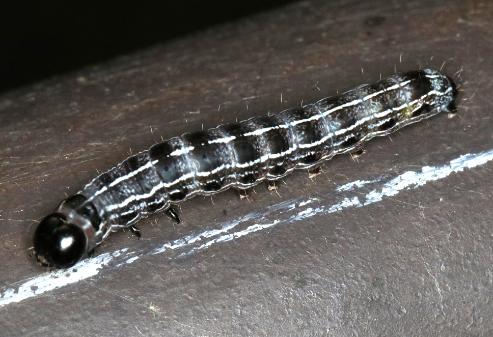 昆虫一覧｜Web図鑑